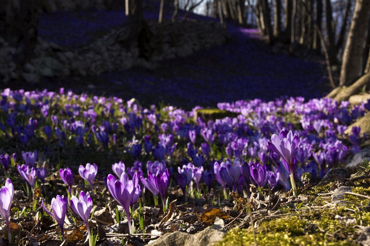 Nuove Esperienze in programma • ForEst Studio Naturalistico