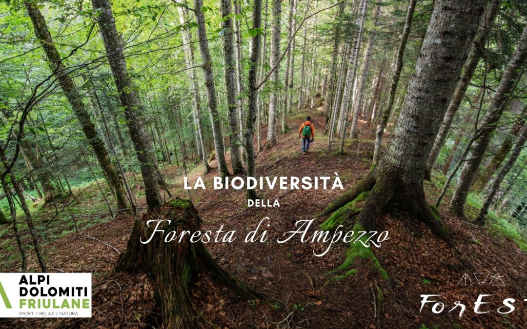 Autunno e Biodiversità nella Foresta di Ampezzo - ForEst Studio ...