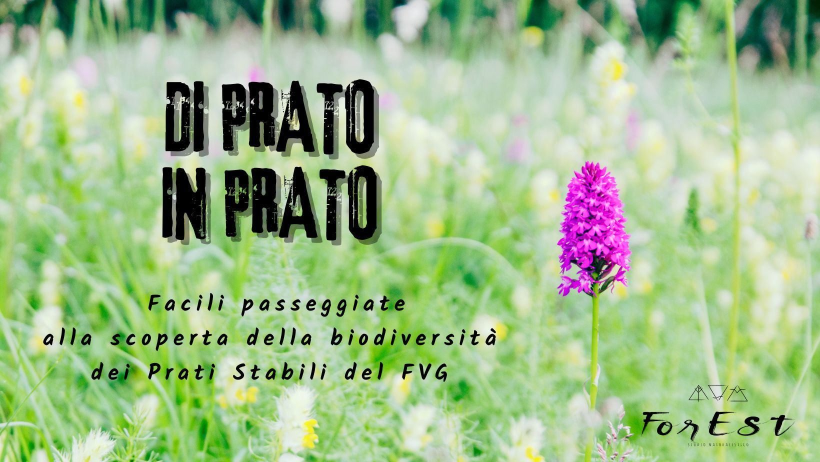 Blog • ForEst Studio Naturalistico